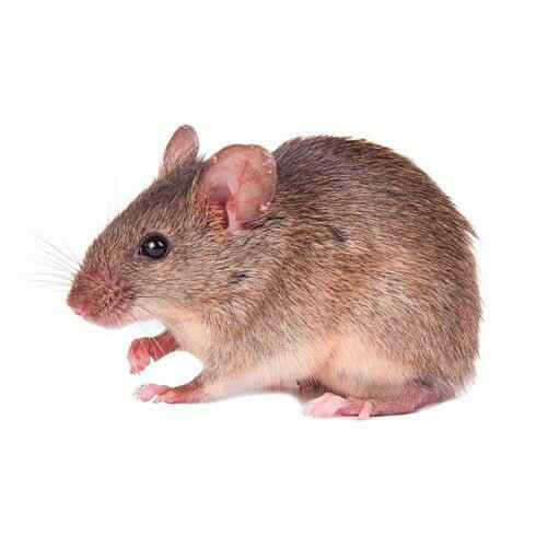 PLT Frozen Multimammate Ex Breeder 60g+ 10 Pack