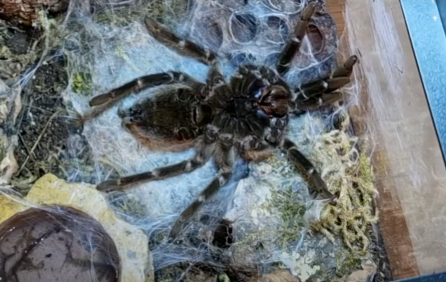 Tarantula Molting Time-Lapse brachypelma sp. Amazing footage ...