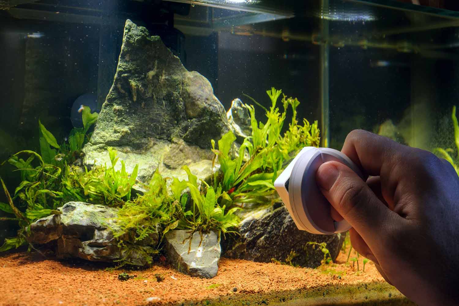 A Complete Guide to Cleaning Your Aquarium – Charterhouse Aquatics