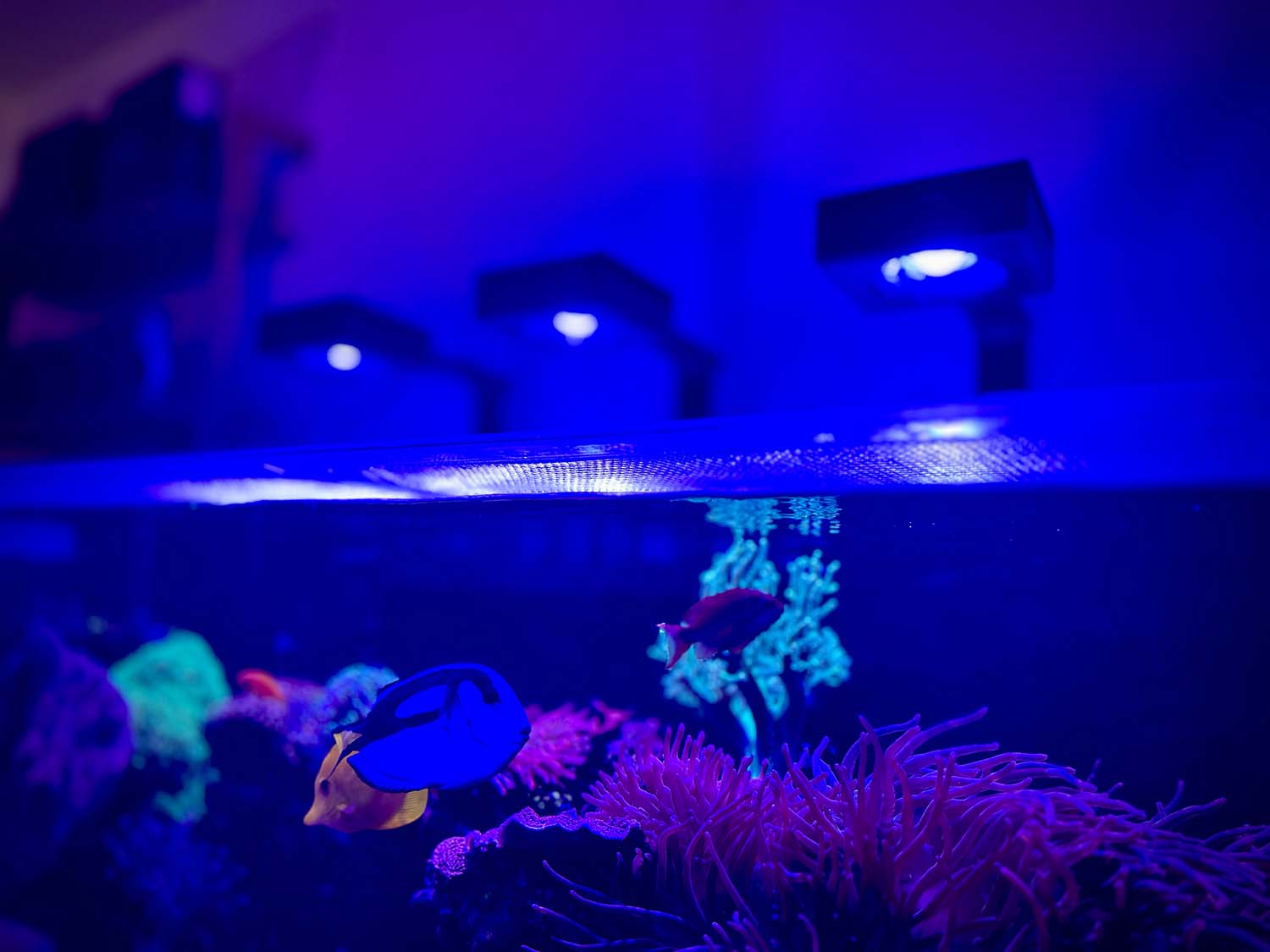 A Comprehensive Guide on Reef Aquarium Lighting – Charterhouse Aquatics