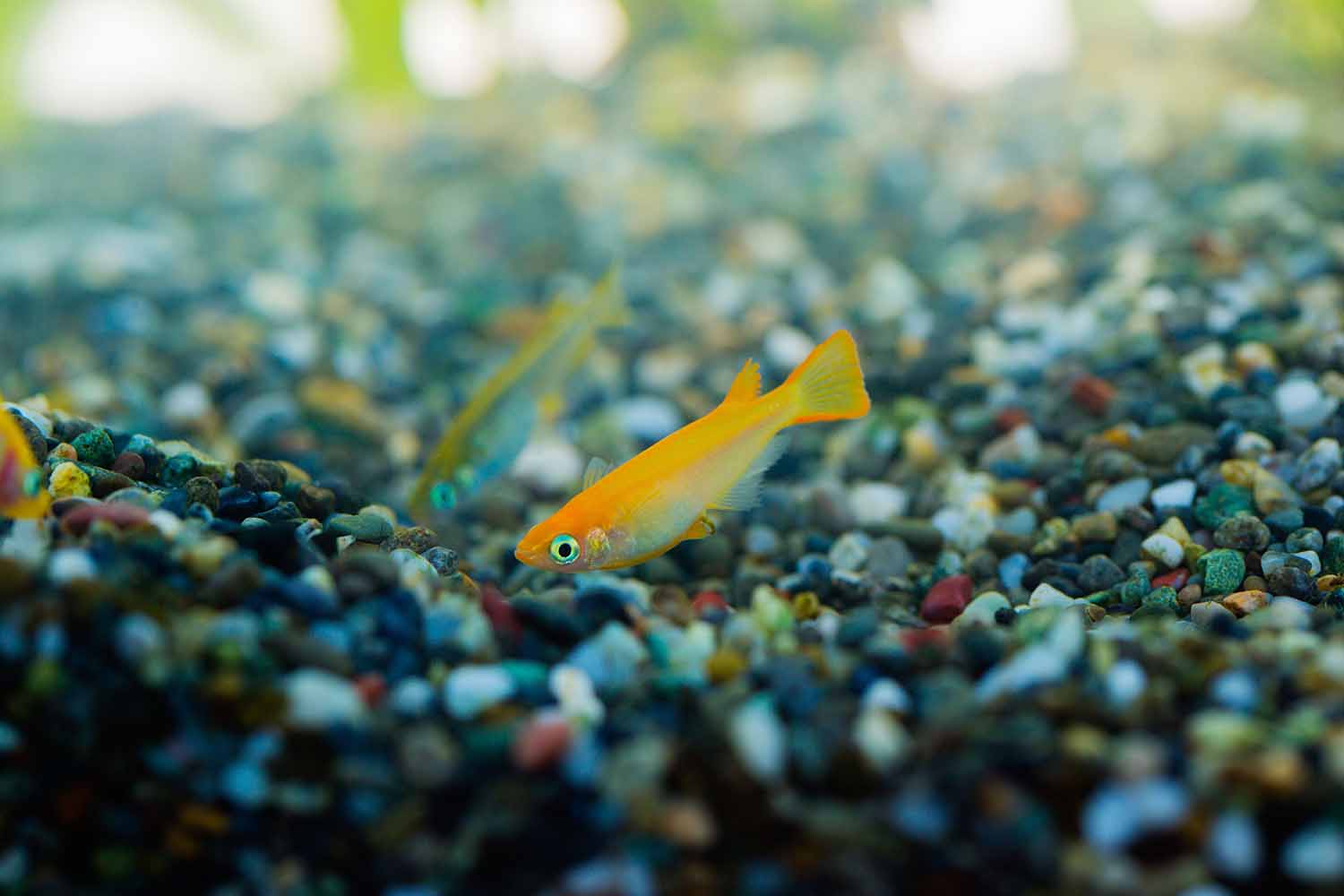 A Complete Guide to Aquarium Substrates – Charterhouse Aquatics