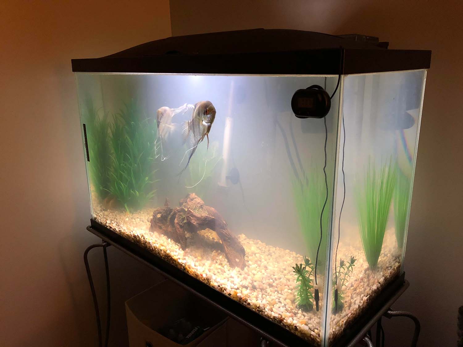 Navigating New Tank Syndrome: Causes, Symptoms, and Prevention ...