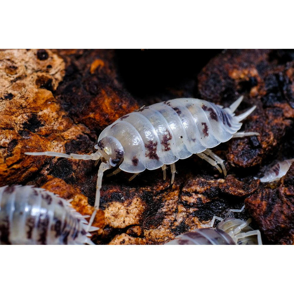 Dairy Cow Woodlice Pre-Pack – Charterhouse Aquatics