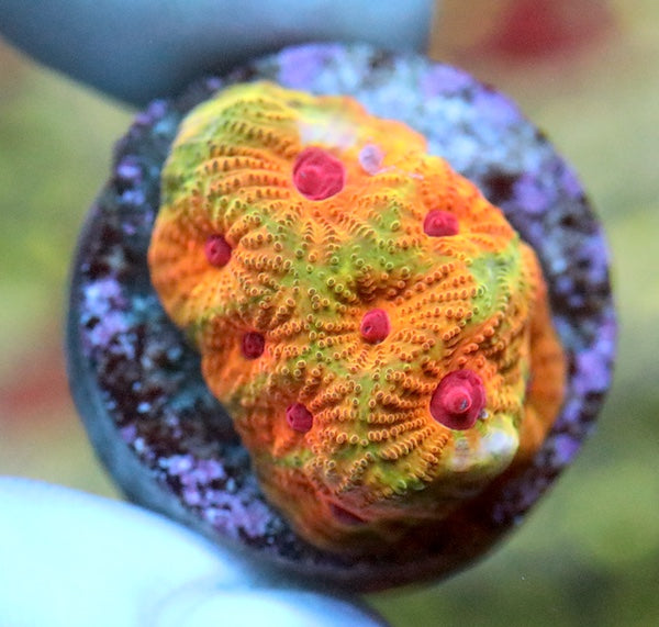 Red Splash Favia – Charterhouse Aquatics