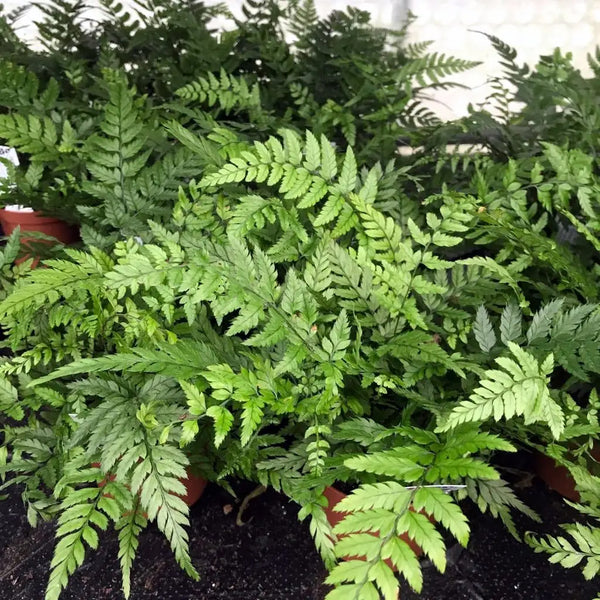 Korean Rock Fern (Polystichum tsus-simense) – Charterhouse Aquatics