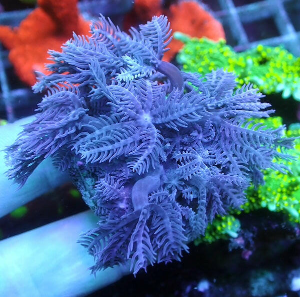 Pink Long Polyp Anthelia – Charterhouse Aquatics