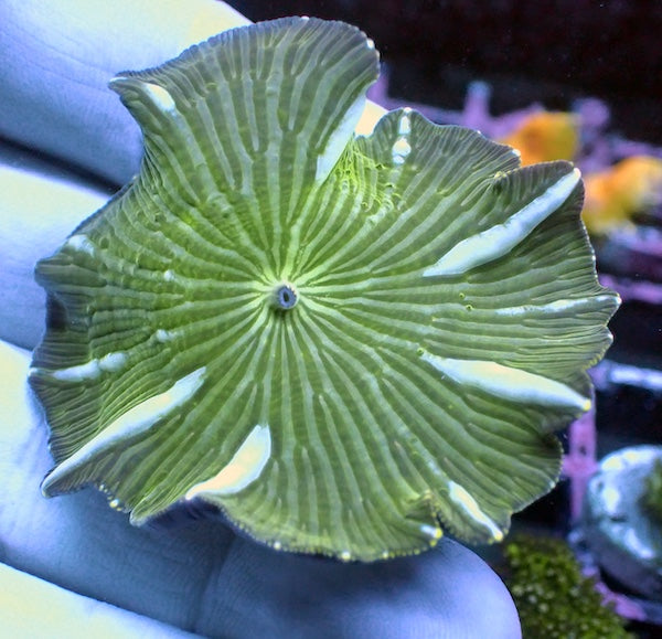 Watermelon Mushroom Polyp – Charterhouse Aquatics
