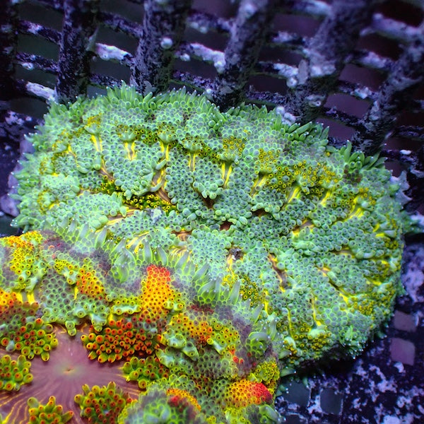 Mini Maxi Anemone – Charterhouse Aquatics