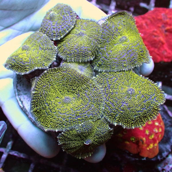 Green Bullseye Rhodactis – Charterhouse Aquatics