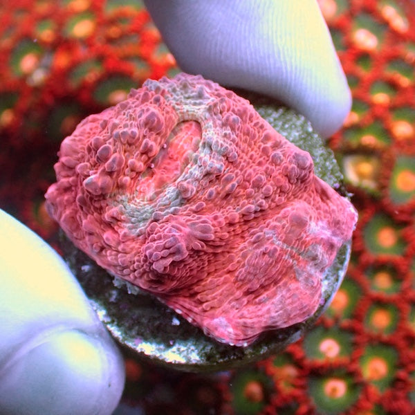 Chalice WYSIWYG – Charterhouse Aquatics