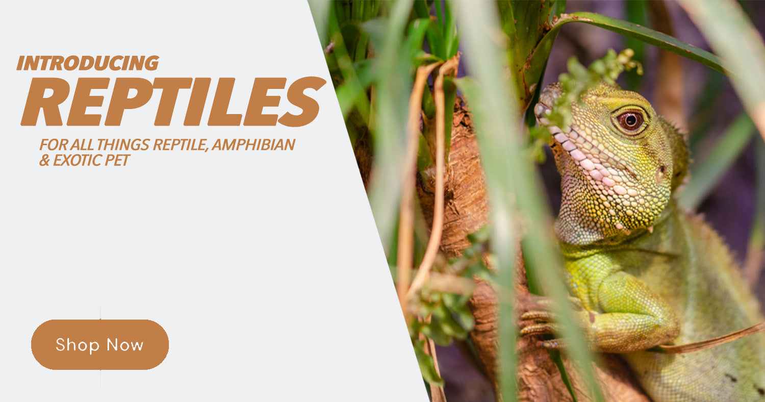 Charterhouse Aquatics - Reptile Shop