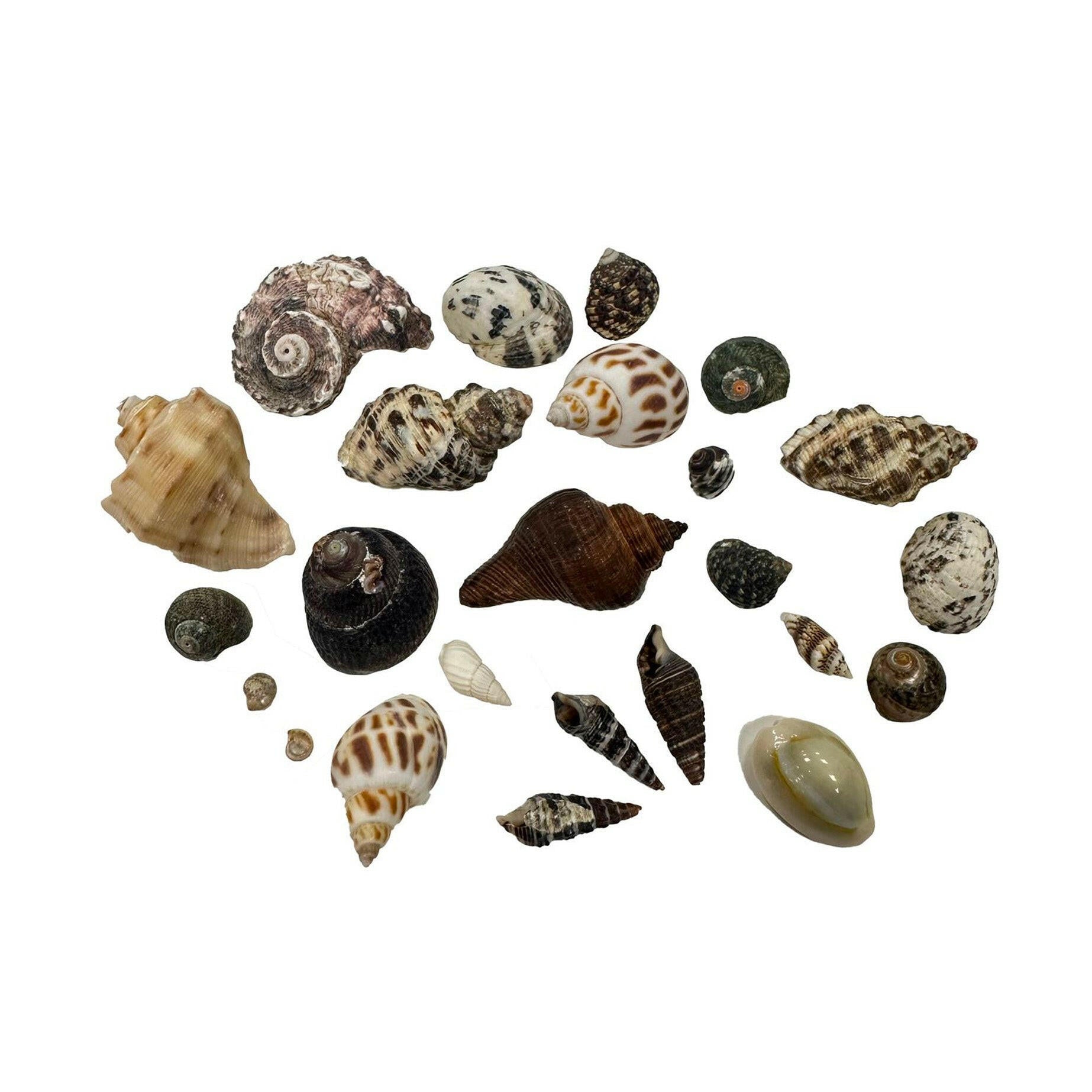 Hugo Kamishi Mixed Shells - Pack of 20