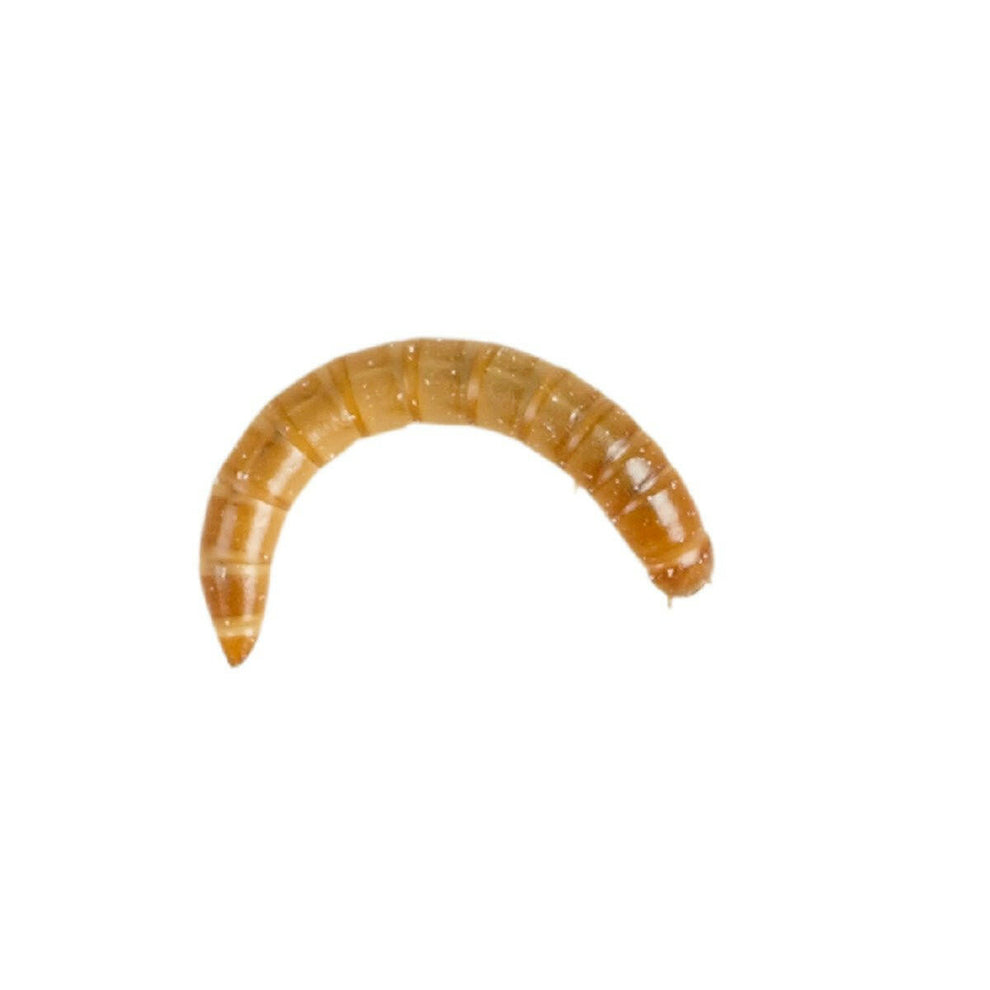 Morio Worms - 50g Pack – Charterhouse Aquatics