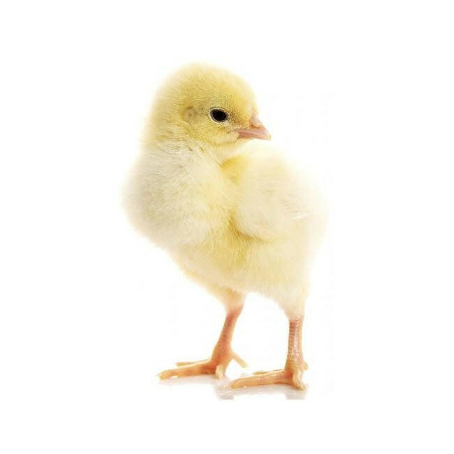 PLT Frozen Chicks 25-Pack – Charterhouse Aquatics