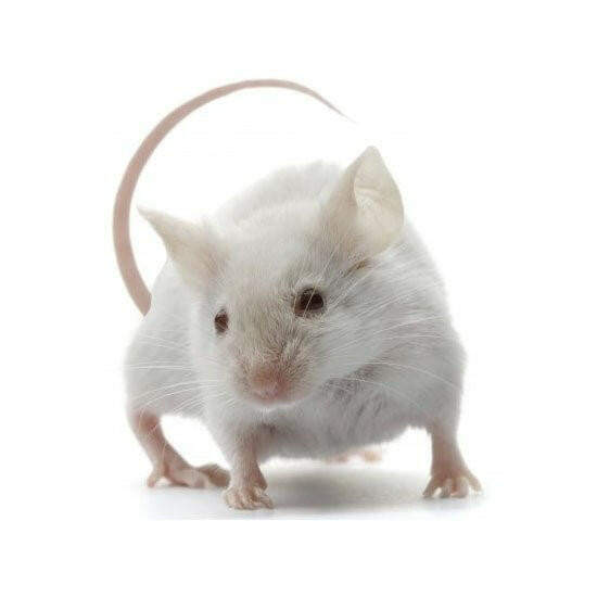 PLT Frozen Mice Medium/Large 23g+ 10-Pack – Charterhouse Aquatics