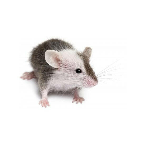 PLT Frozen Mice Small/Medium 15g+ 10-Pack – Charterhouse Aquatics
