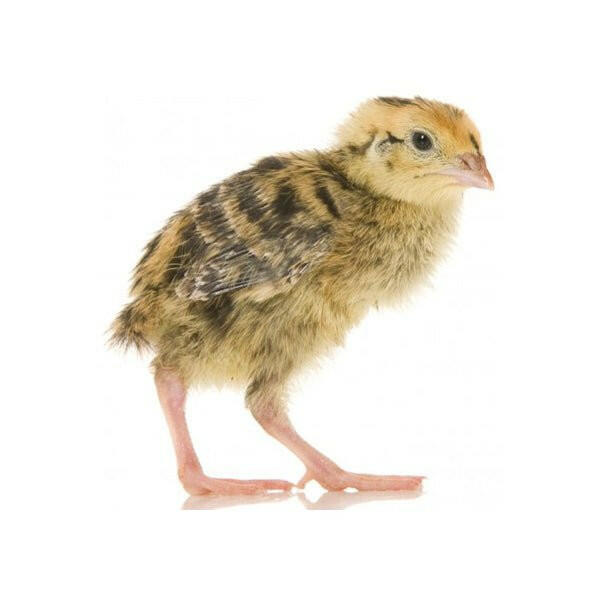 PLT Frozen Quail Small 5g+ 10 Pack – Charterhouse Aquatics