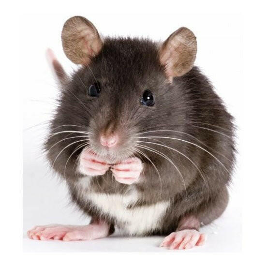 PLT Frozen Rats Medium 160g+ 5-Pack | Charterhouse Reptiles ...