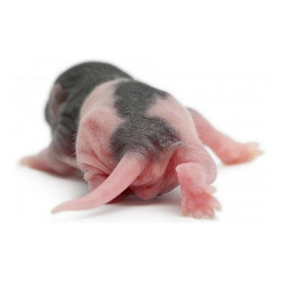 PLT Frozen Rats Pups 4g+ 10-Pack | Charterhouse Reptiles – Charterhouse ...