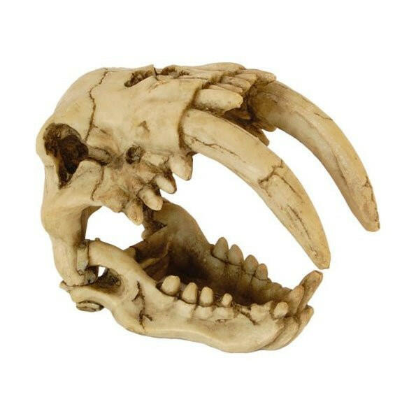 RepStyle Skull Saber Tooth Tiger – Charterhouse Aquatics